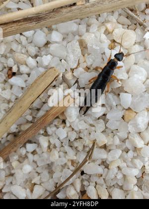 Maritime Earwig (Anisolabis maritima Stock Photo - Alamy