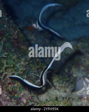 Spotted Drum (Eques punctatus Stock Photo - Alamy