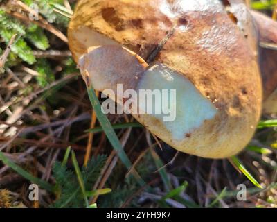 Purple-veiled Slippery Jack (Suillus luteus Stock Photo - Alamy