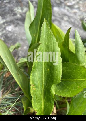 Granite Dome Goldenrod (Solidago simulans Stock Photo - Alamy