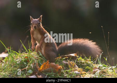 Cumbria, UK. 29 October 2024. Red squirrels. Photograph by Richard ...