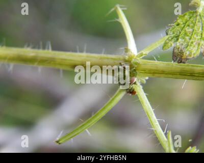 heartleaf nettle (Urtica chamaedryoides Stock Photo - Alamy