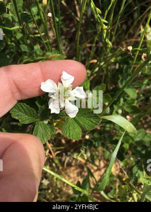 sand blackberry (Rubus cuneifolius Stock Photo - Alamy