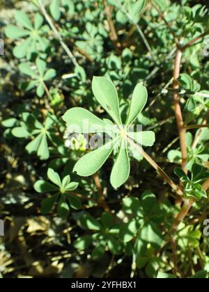 Harlequin Lupine (Lupinus stiversii Stock Photo - Alamy