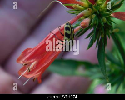 Spotted Maize Beetle (Astylus atromaculatus Stock Photo - Alamy