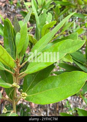 Swamp Bay (Persea palustris Stock Photo - Alamy