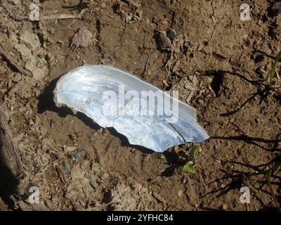 Western Floater (Anodonta kennerlyi Stock Photo - Alamy