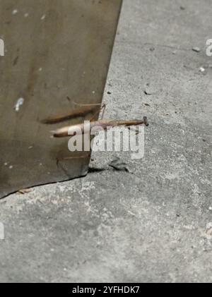 Asian Jumping Mantis (Statilia maculata), Insecta, Dolvan, Tapi, GJ, IN ...