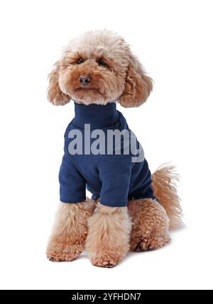 Lovable, pretty brown puppy, stylish shirt and sunhat. Close-up ...