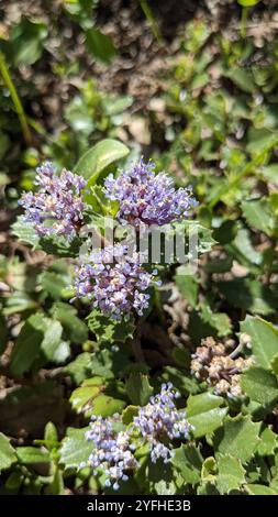 Mahala mat (Ceanothus prostratus Stock Photo - Alamy