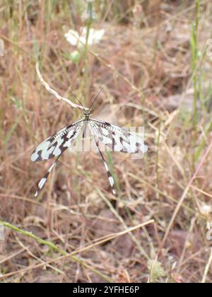 Sinuated Spoonwing (Nemoptera sinuata Stock Photo - Alamy