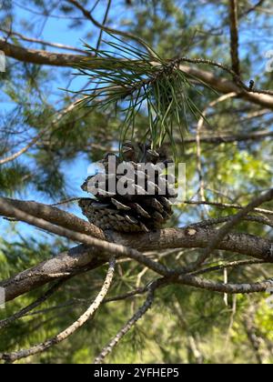 sand pine (Pinus clausa Stock Photo - Alamy