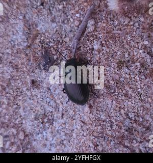 Bronze Fieldbeetle (Adelium brevicorne Stock Photo - Alamy