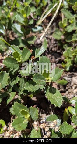 Mahala mat (Ceanothus prostratus Stock Photo - Alamy