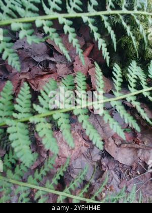 fragrant wood fern (Dryopteris fragrans Stock Photo - Alamy