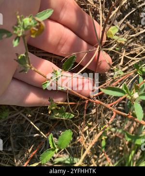 sand croton (Croton glandulosus septentrionalis Stock Photo - Alamy