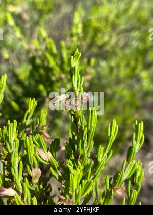 False Rosemary (Conradina canescens Stock Photo - Alamy