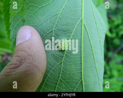 Hackberry Disc Gall Psyllid (Pachypsylla celtidisumbilicus Stock Photo ...