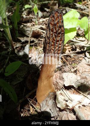 black morel (Morchella angusticeps Stock Photo - Alamy