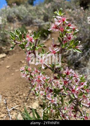 Desert Peach (Prunus andersonii Stock Photo - Alamy