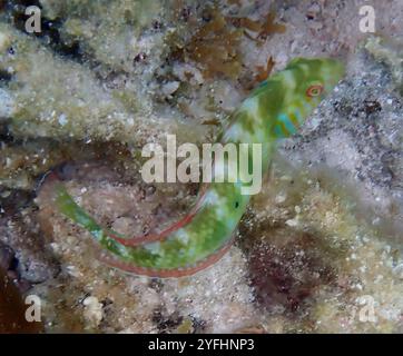 Green Razorfish (Xyrichtys splendens Stock Photo - Alamy