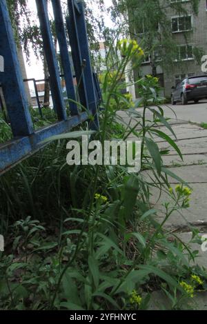 wormseed wallflower (Erysimum cheiranthoides Stock Photo - Alamy
