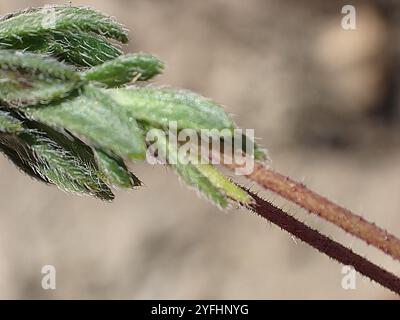 Soft Felicia (Felicia amoena Stock Photo - Alamy