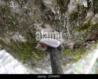 Jelly Tree Ear (Auricularia americana Stock Photo - Alamy