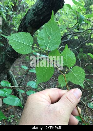 Texas mulberry (Morus microphylla Stock Photo - Alamy