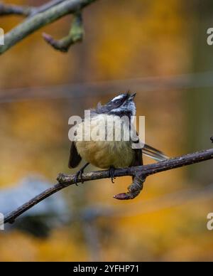 A beautiful fantail bird flying with wings wide open and aerial feeding ...