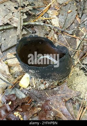 devil's urn (Urnula craterium Stock Photo - Alamy