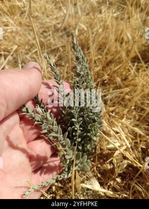 Alkali Weed (Cressa truxillensis Stock Photo - Alamy