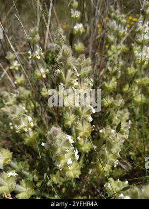 Hairy Ironwort (Sideritis hirsuta Stock Photo - Alamy