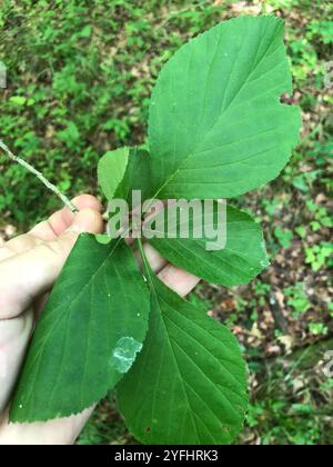 Pear Hawthorn (Crataegus calpodendron Stock Photo - Alamy