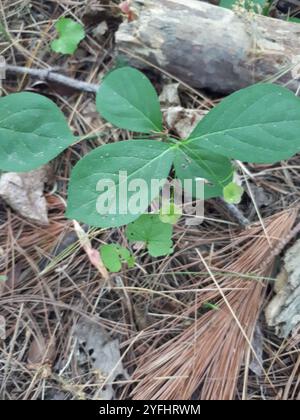 Running Strawberry-bush (Euonymus obovatus Stock Photo - Alamy