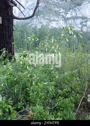 Western Chokecherry (Prunus virginiana demissa), Plantae, Candlestick ...