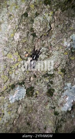 Eastern Parson Spider (Herpyllus ecclesiasticus Stock Photo - Alamy