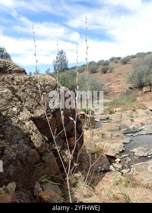 Red Hills soap plant (Chlorogalum grandiflorum Stock Photo - Alamy
