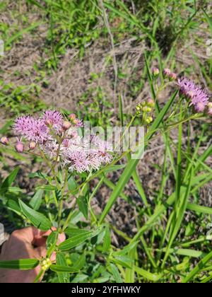 Texas palafox (Palafoxia texana Stock Photo - Alamy