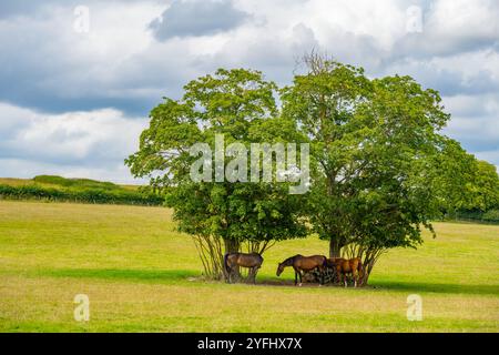 Horses sheltering under trees near Scotney Castle Kent Stock Photo - Alamy