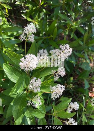 common New Jersey tea (Ceanothus americanus americanus Stock Photo - Alamy