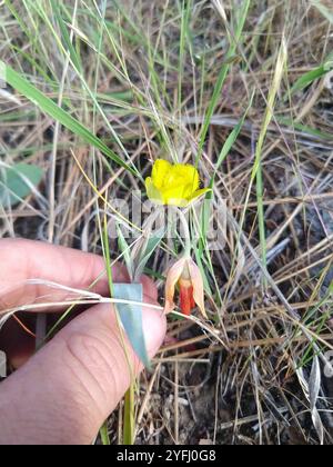 Yellow Star-tulip (Calochortus monophyllus Stock Photo - Alamy