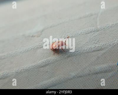 The foreign grain beetle (Ahasverus advena) is a species of beetle in ...