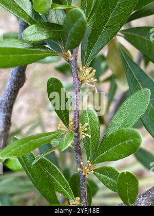 Sideroxylon tenax L Stock Photo - Alamy