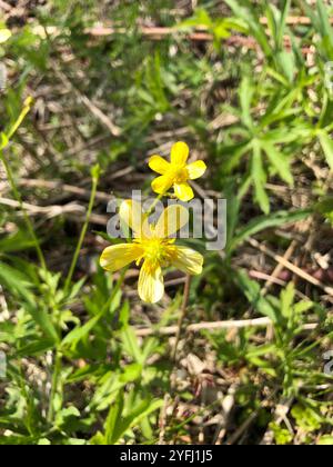 Early Buttercup (Ranunculus fascicularis Stock Photo - Alamy