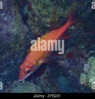 Caribbean Longjaw Squirrelfish (Neoniphon marianus Stock Photo - Alamy