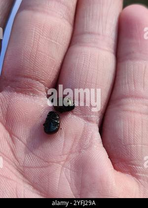 Saint John's Wort Beetle (Chrysolina hyperici Stock Photo - Alamy