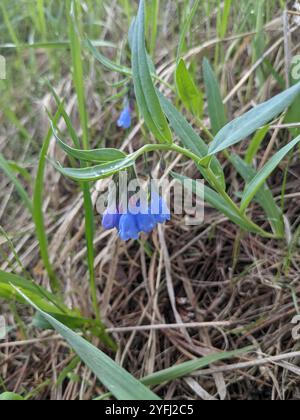 Prairie Bluebells (Mertensia lanceolata Stock Photo - Alamy