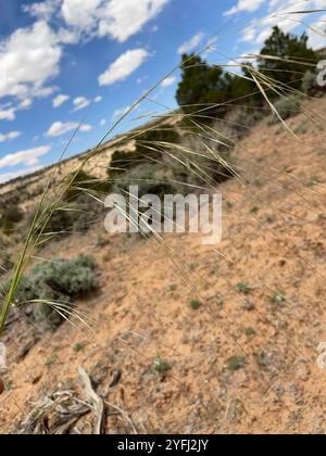 Needle-and-thread Grass (Hesperostipa comata) Plantae Stock Photo - Alamy