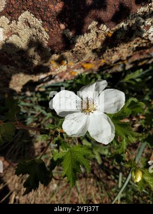 Rocky Mountain raspberry (Rubus deliciosus Stock Photo - Alamy